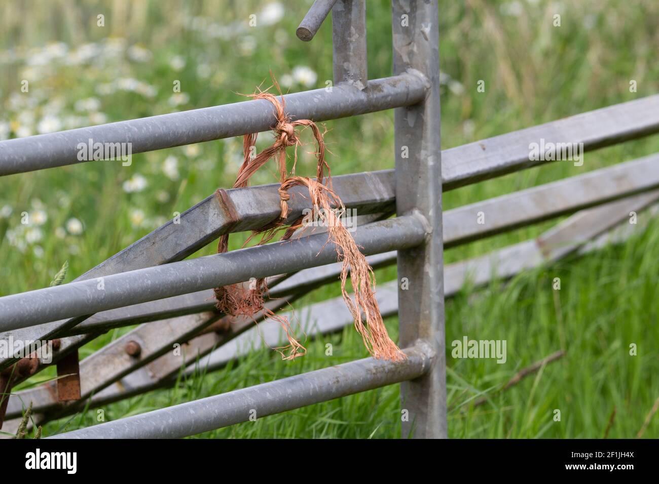 old metal gate with string and a field behind with wild flowers Stock ...