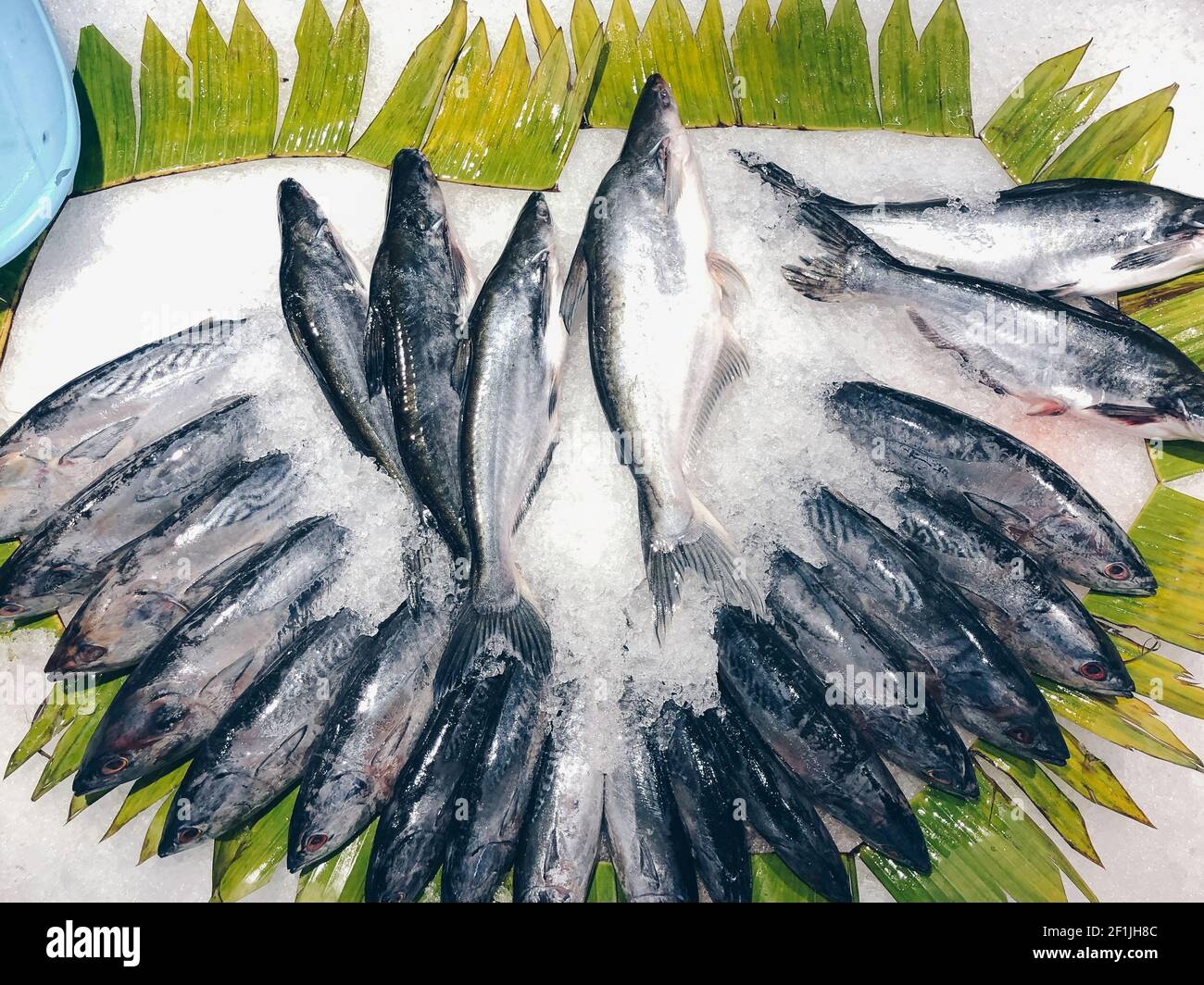 Skipjack fish hi-res stock photography and images - Alamy