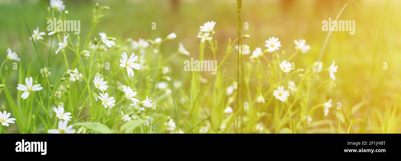 stellaria media is a wild field herbaceous plant with white flowers in ...