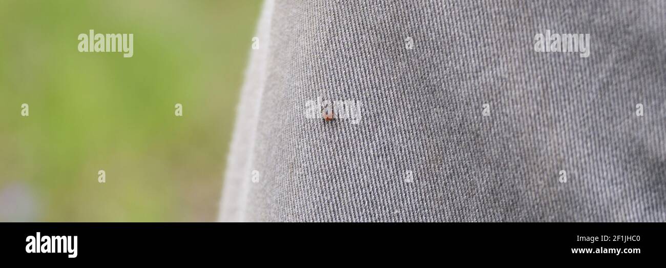 the taiga tick (latin: ixodes persulcatus) is a blood - sucking ...