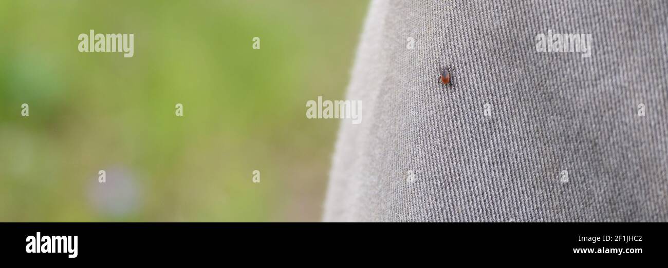 Blood sucking parasite hi-res stock photography and images - Alamy