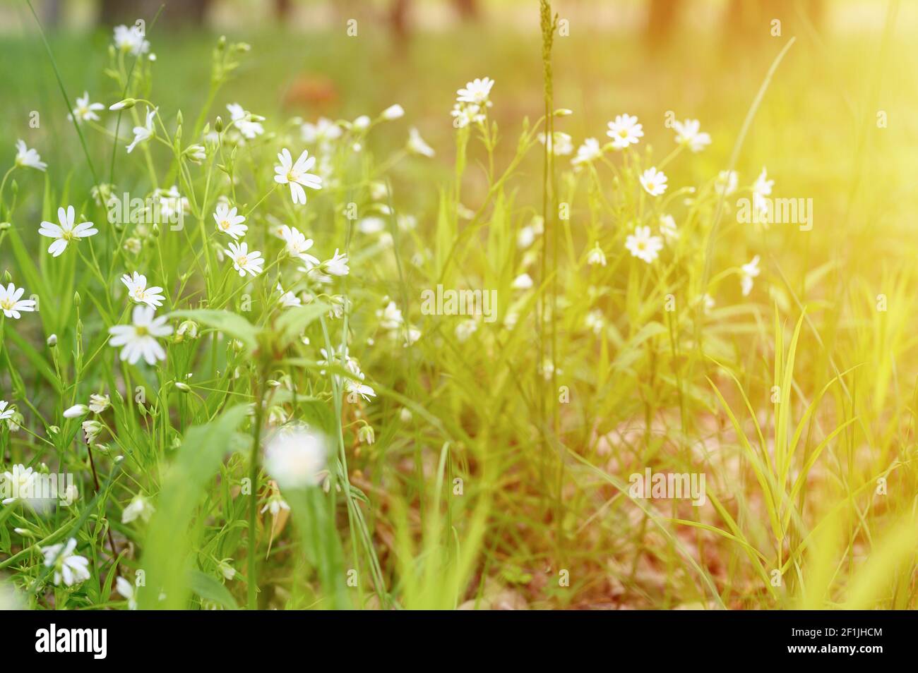 stellaria media is a wild field herbaceous plant with white flowers in ...