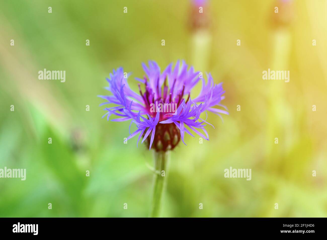 cornflower is a wild field herb with blue purple flowers in full bloom ...