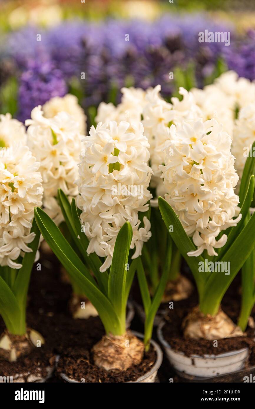 White Hyacinthus orientalis, the common hyacinth, ready for sale in ...