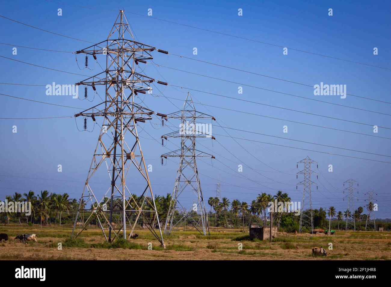 View of electricity pylon along the paddy fields, tamil nadu, India ...