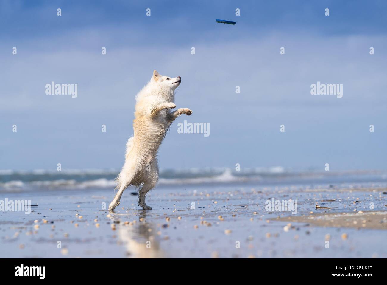 Icelandic sheepdog at the beach, Wadden Sea, Danmark Stock Photo - Alamy