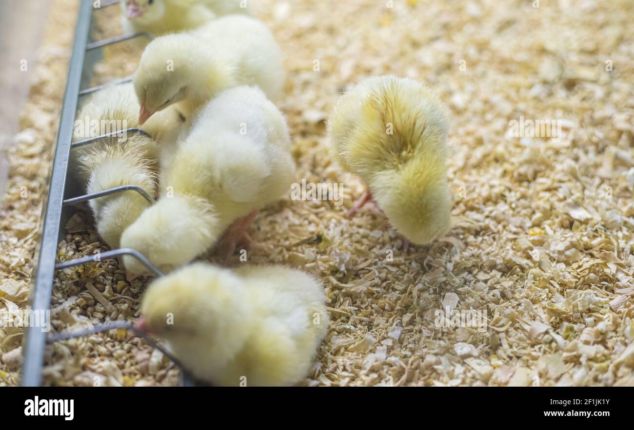 Industrial hen farms hi-res stock photography and images - Alamy