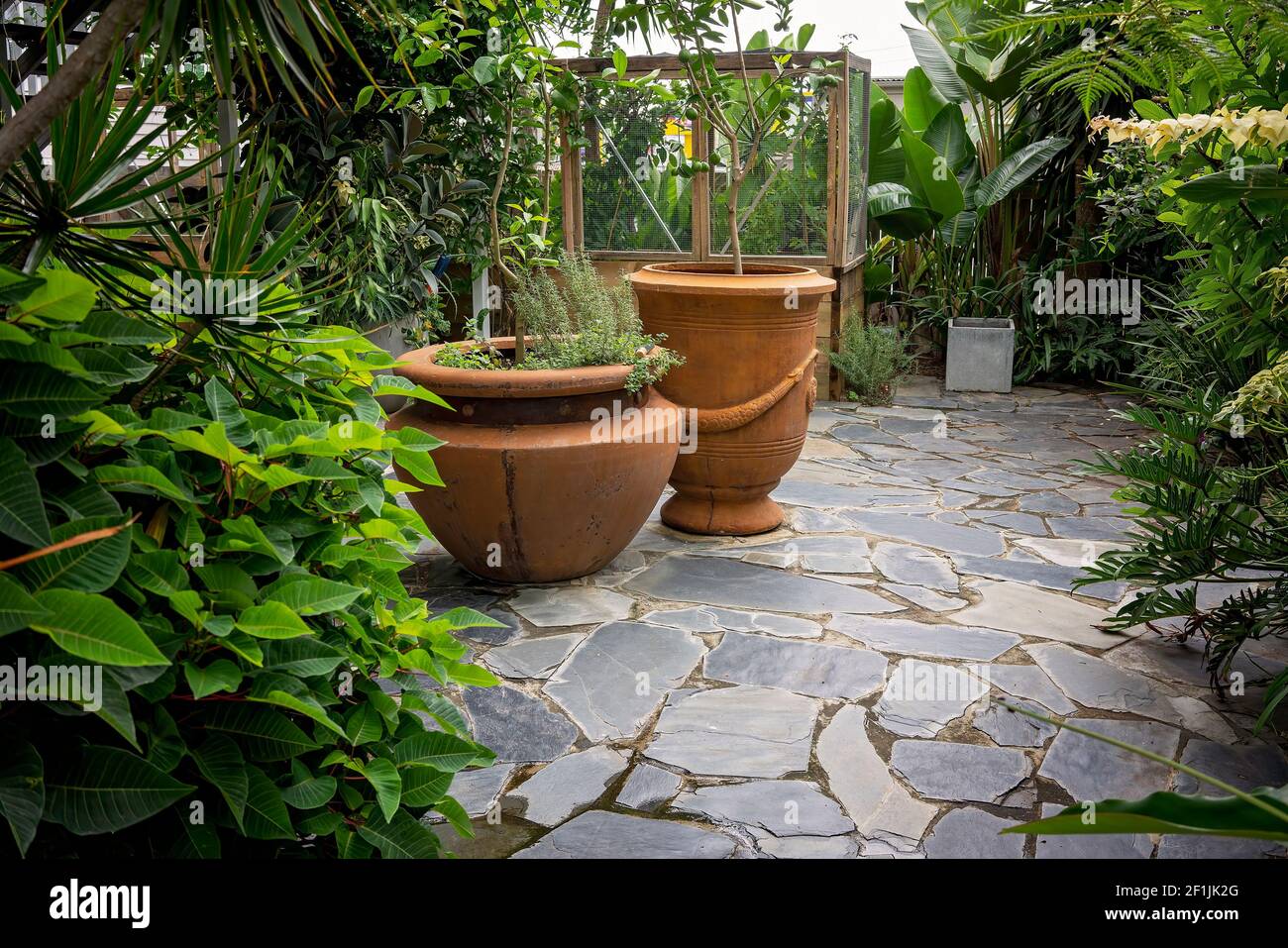 Large pot plants in a stone paved lush garden with fruit trees and an ...
