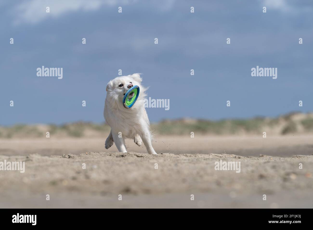 Icelandic sheepdog at the beach, Wadden Sea, Danmark Stock Photo - Alamy