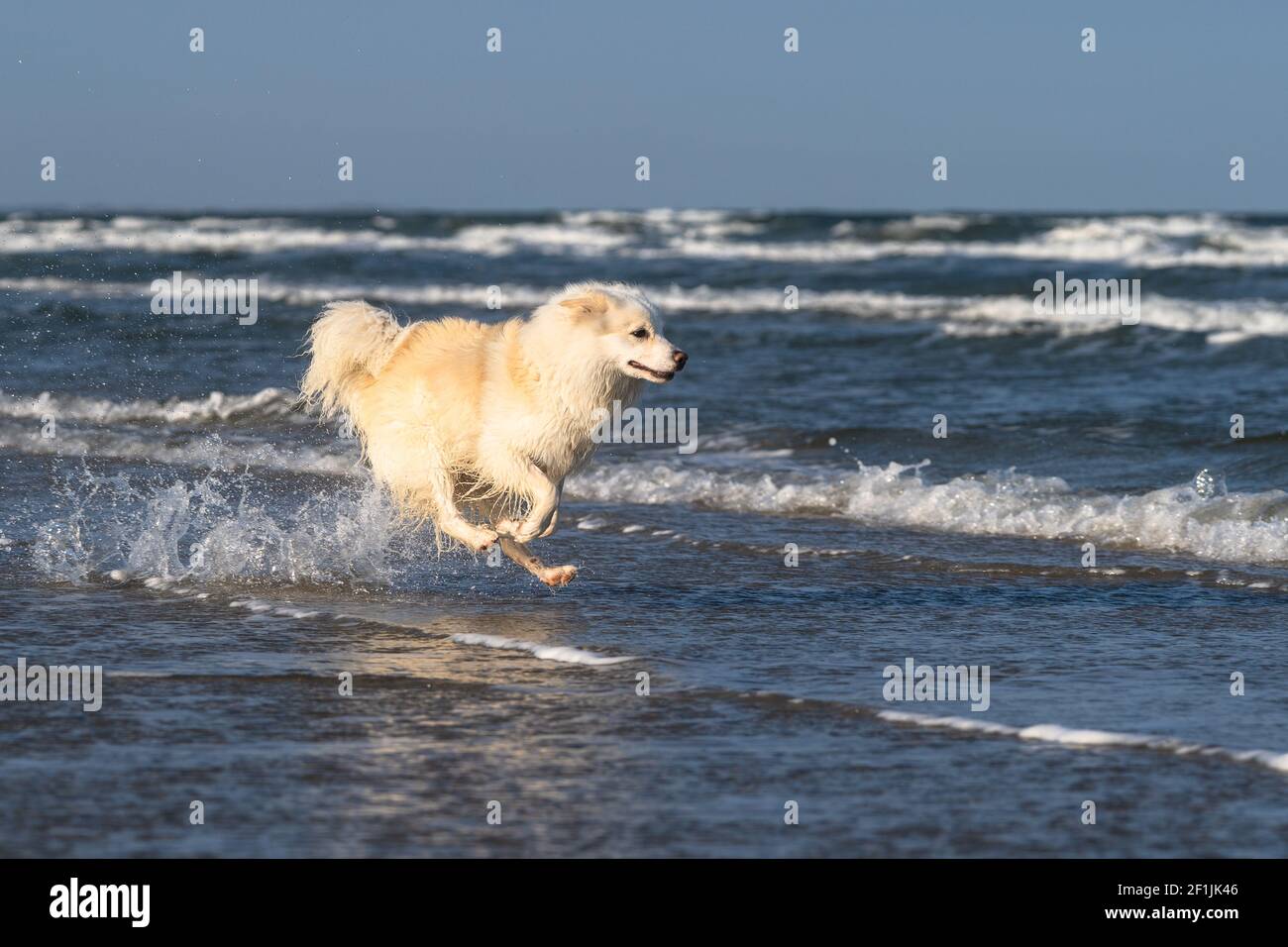 Icelandic sheepdog at the beach, Wadden Sea, Danmark Stock Photo - Alamy