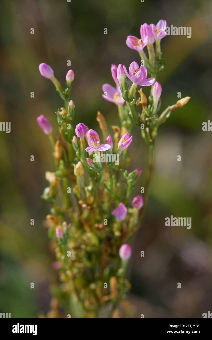 Dune Gentian or Common Centaury - Centaurium erythraea groving outdoors ...