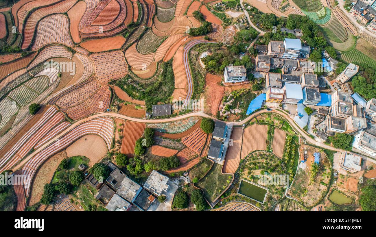 Photo taken from aerial view shows the colorful peanut field during the ...