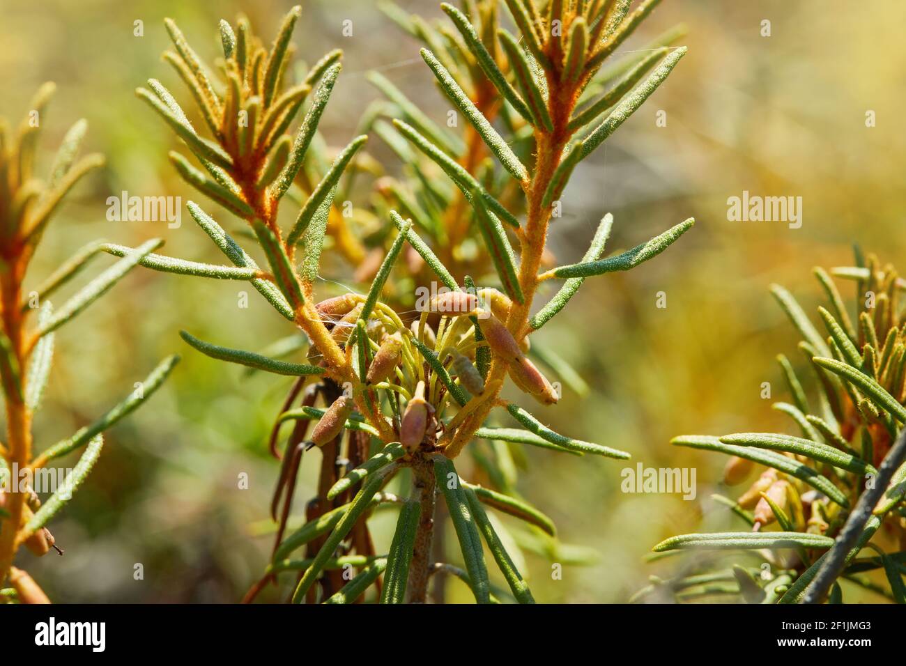 Ledum close up growing in a swamp. Medicinal plant. Selective focus ...