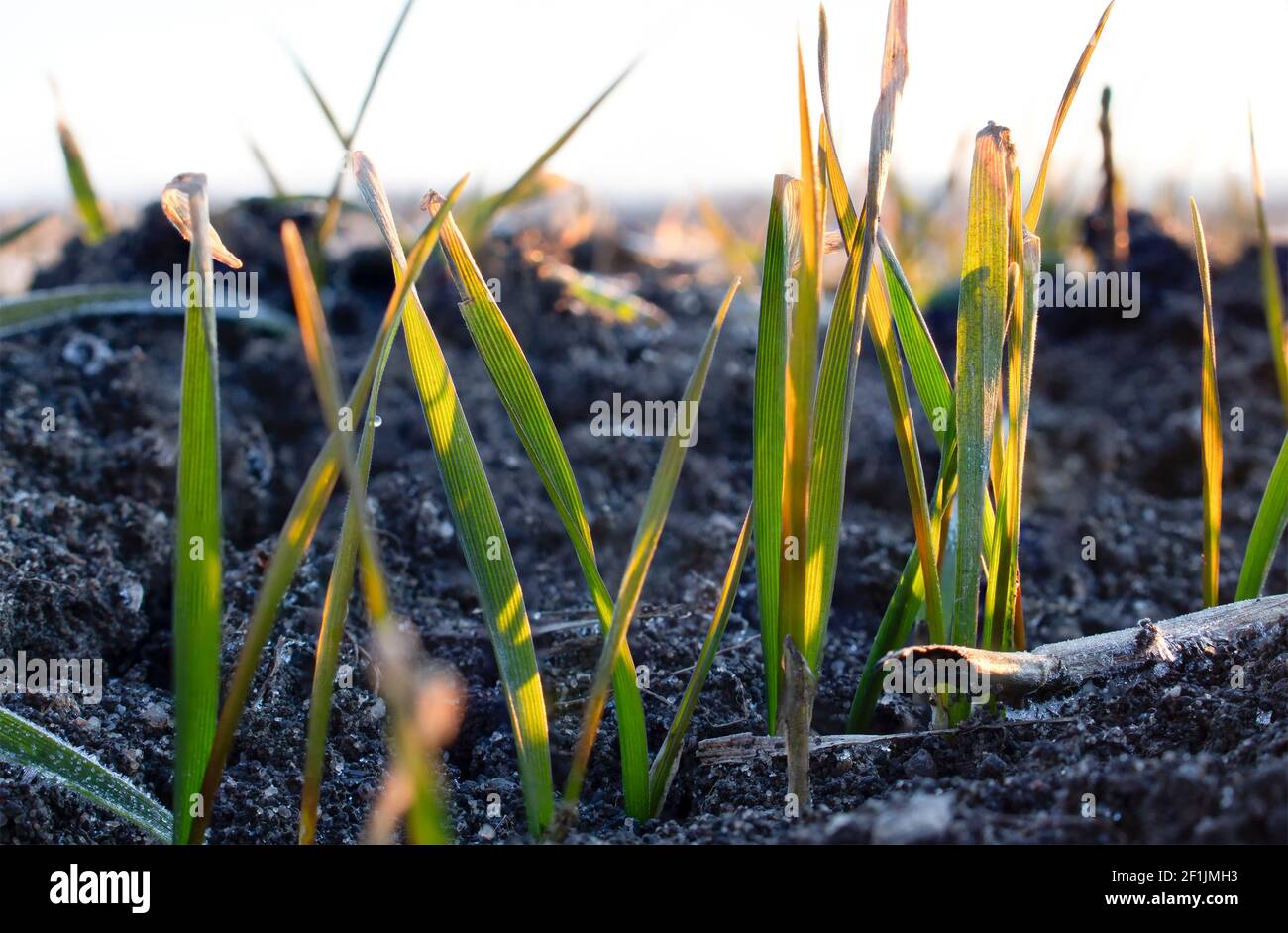 Sprouted wheat grain is damaged by spring frosts. Wheat on frozen soil ...