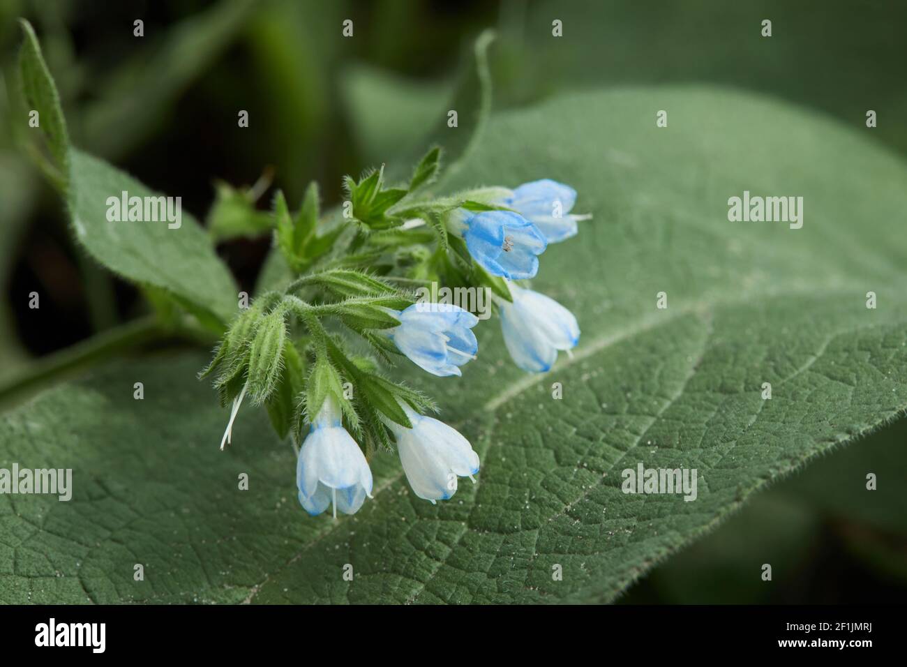 Close up of beautiful blue flowers of the comfrey (Symphytum officinale ...