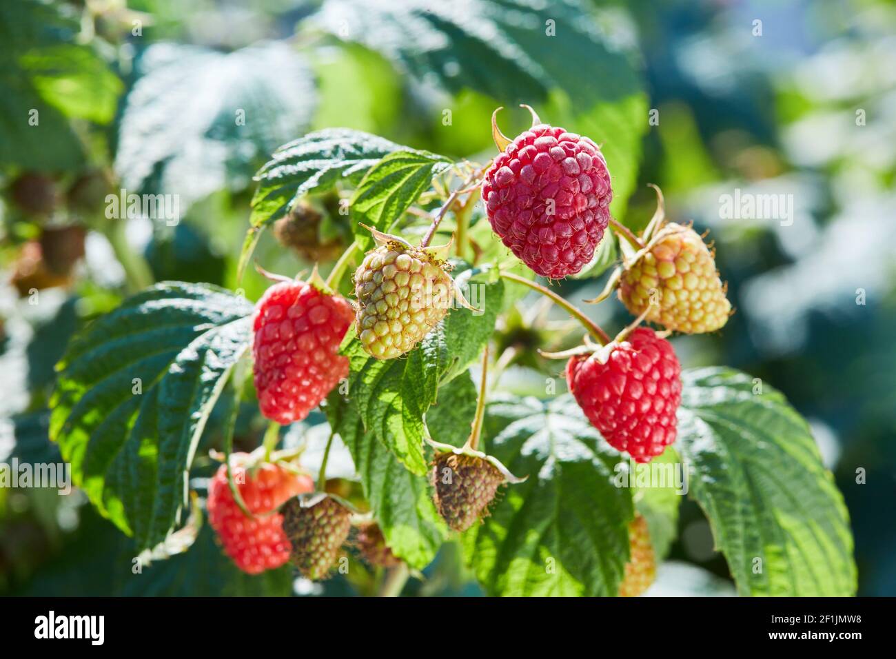The branch of red ripe raspberries growing in the orchard Stock Photo ...