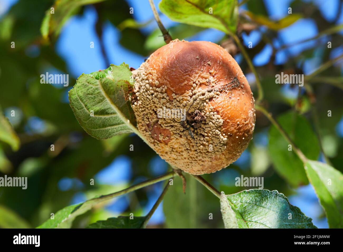 Monilia fructigena hi-res stock photography and images - Alamy
