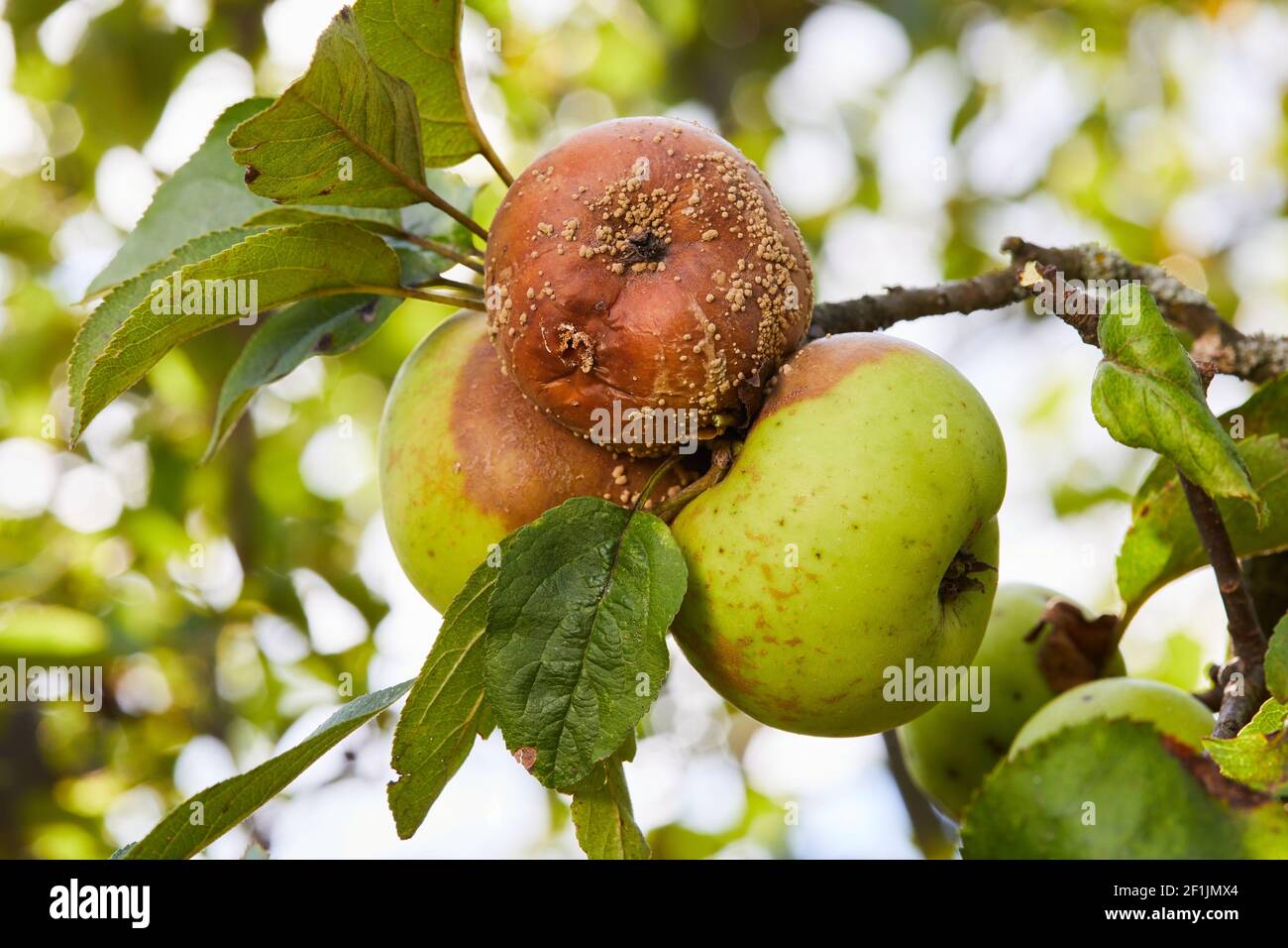 Rotten apple. Fruits Infected by the Apple Monilia fructigena Stock ...
