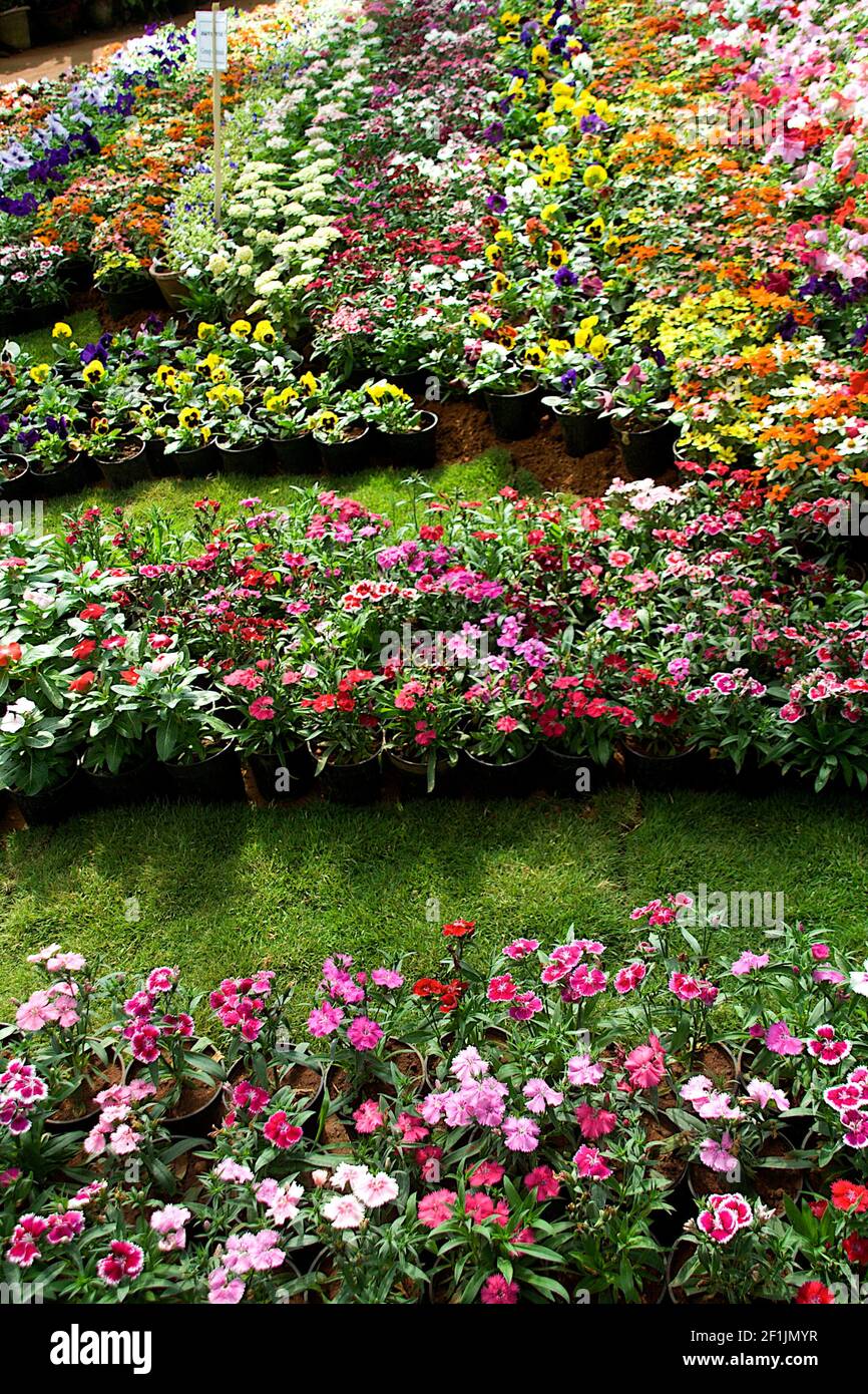 Beautiful view of plots of flowers at Republic Day Flower Show in ...