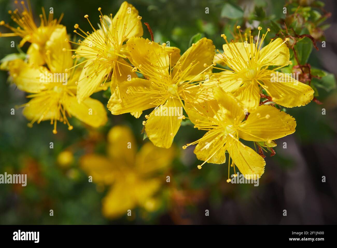 Hypericum flowers (Hypericum perforatum or St John's wort) is growing ...