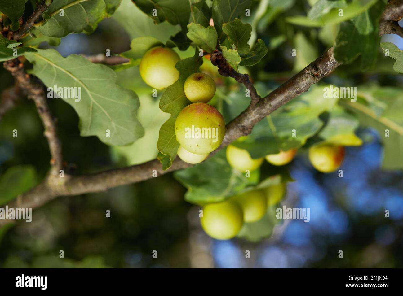 Cynips quercusfolii gall balls on oak leaf in real habitat. The gall ...
