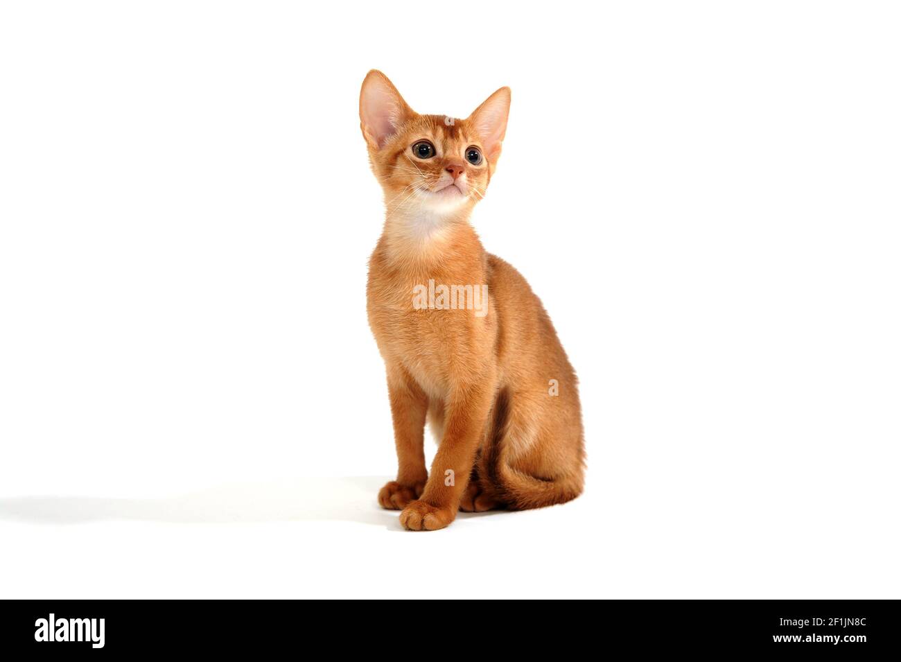 Abyssinian red cat sits on a white background Stock Photo - Alamy