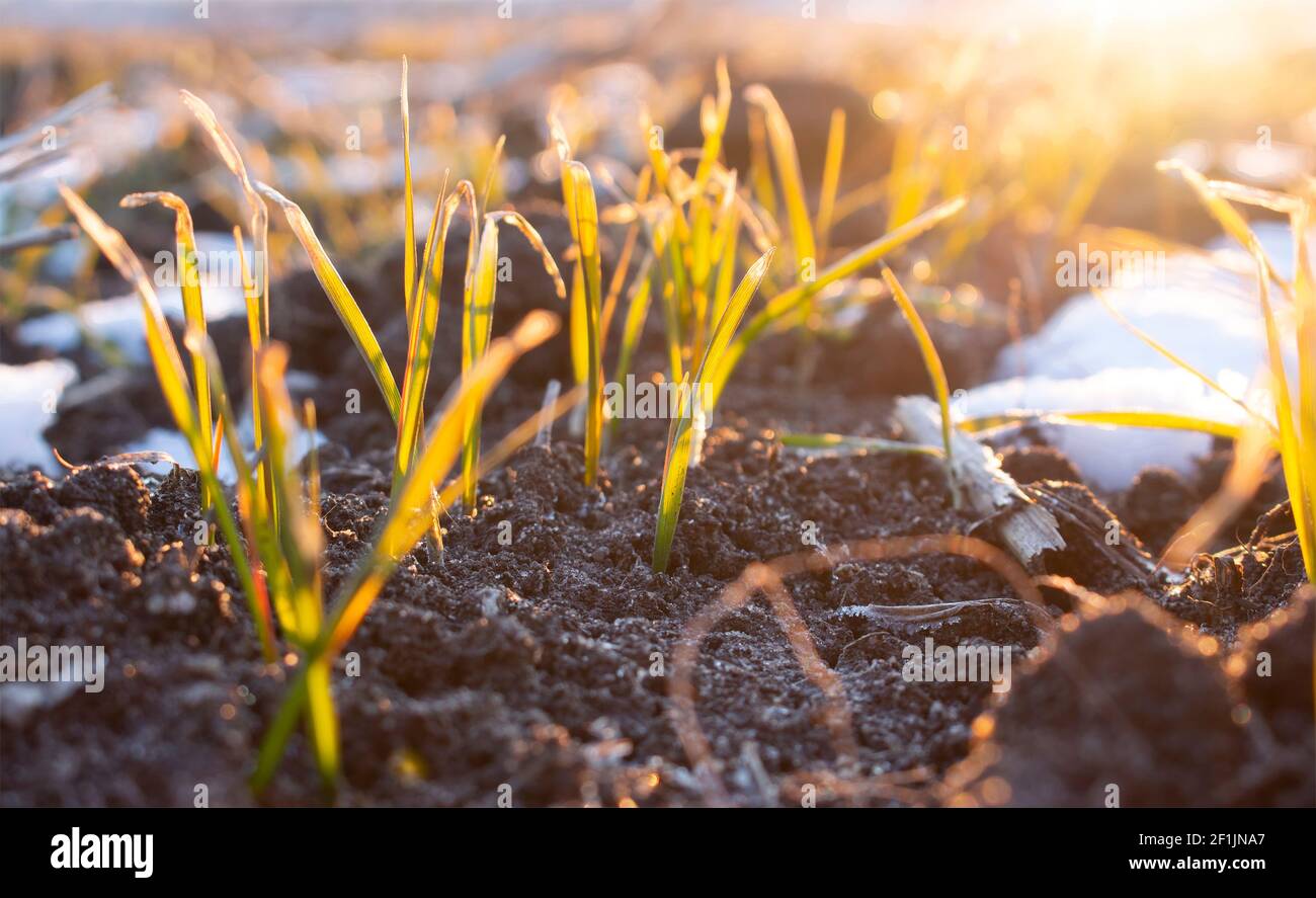 Frozen leaves of winter wheat in spring, morning sun and snow on a ...
