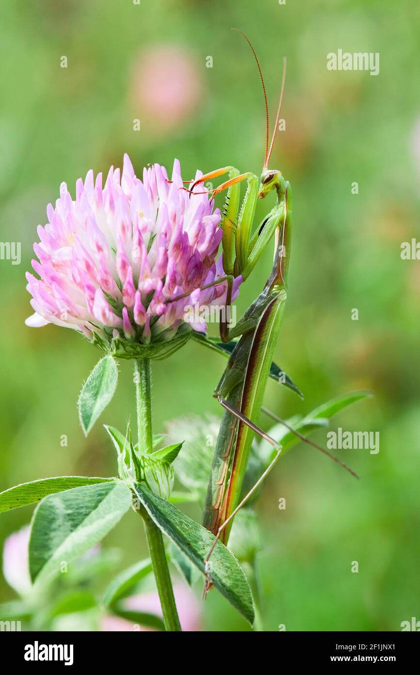 Macro of Female European Mantis or Praying Mantis, Mantis Religiosa ...