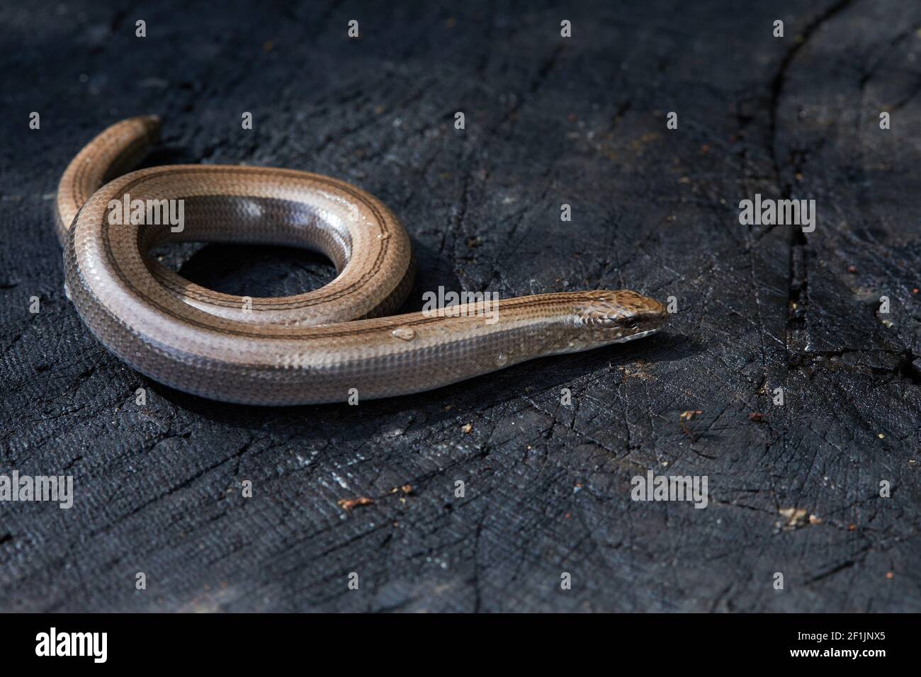 Closeup of slowworm, also known as blindworm, (Anguis fragilis) a ...
