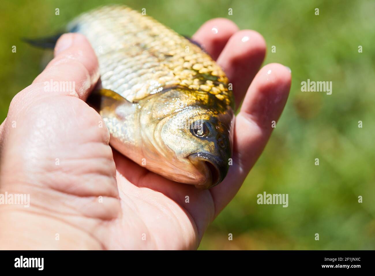 A crucian carp (Carassius carassius) in human hand. Fishing theme Stock ...