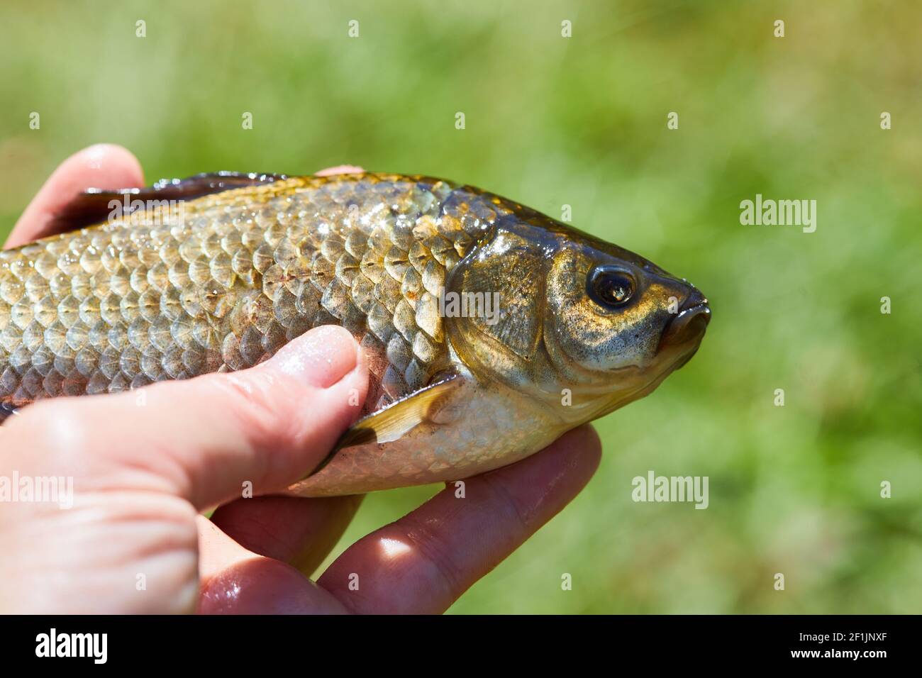A crucian carp (Carassius carassius) in human hand. Fishing theme Stock ...