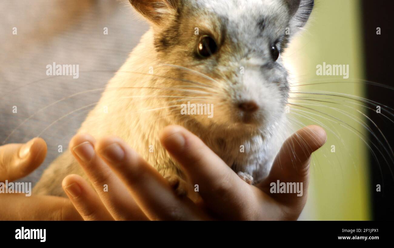 Close up of a chinchilla standing in a cage Stock Photo - Alamy