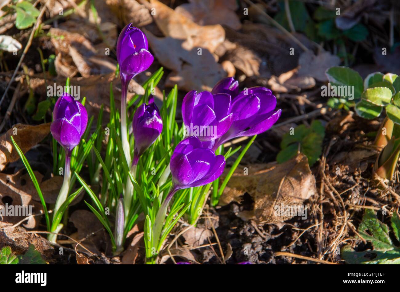 Crocus tommasinianus ‘ruby giant’ hi-res stock photography and images ...