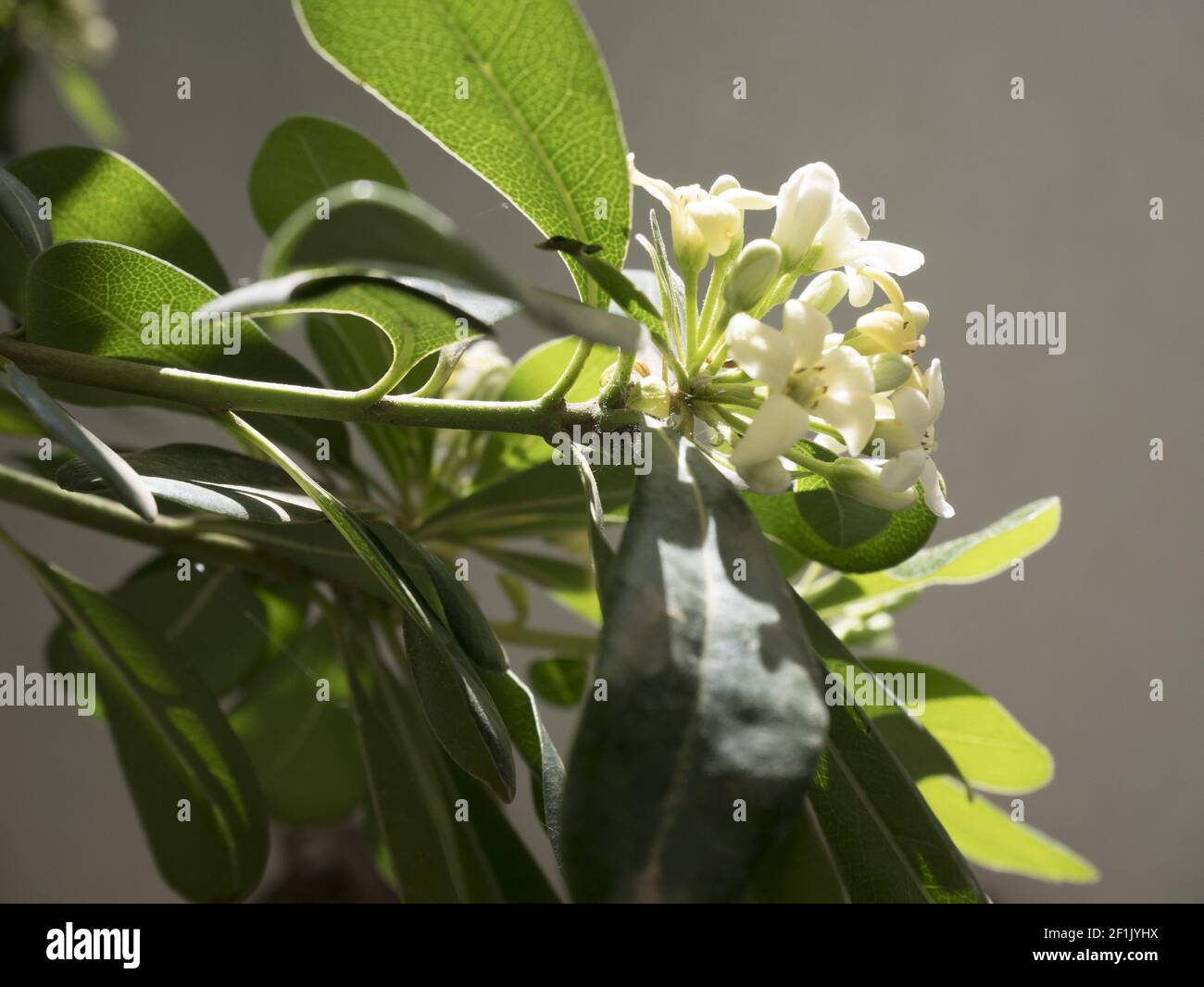 Lemon tree flowers hi-res stock photography and images - Alamy