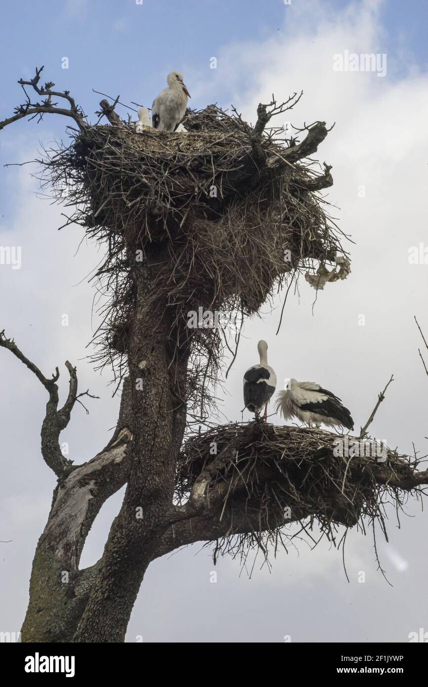 Huge nests hi-res stock photography and images - Alamy