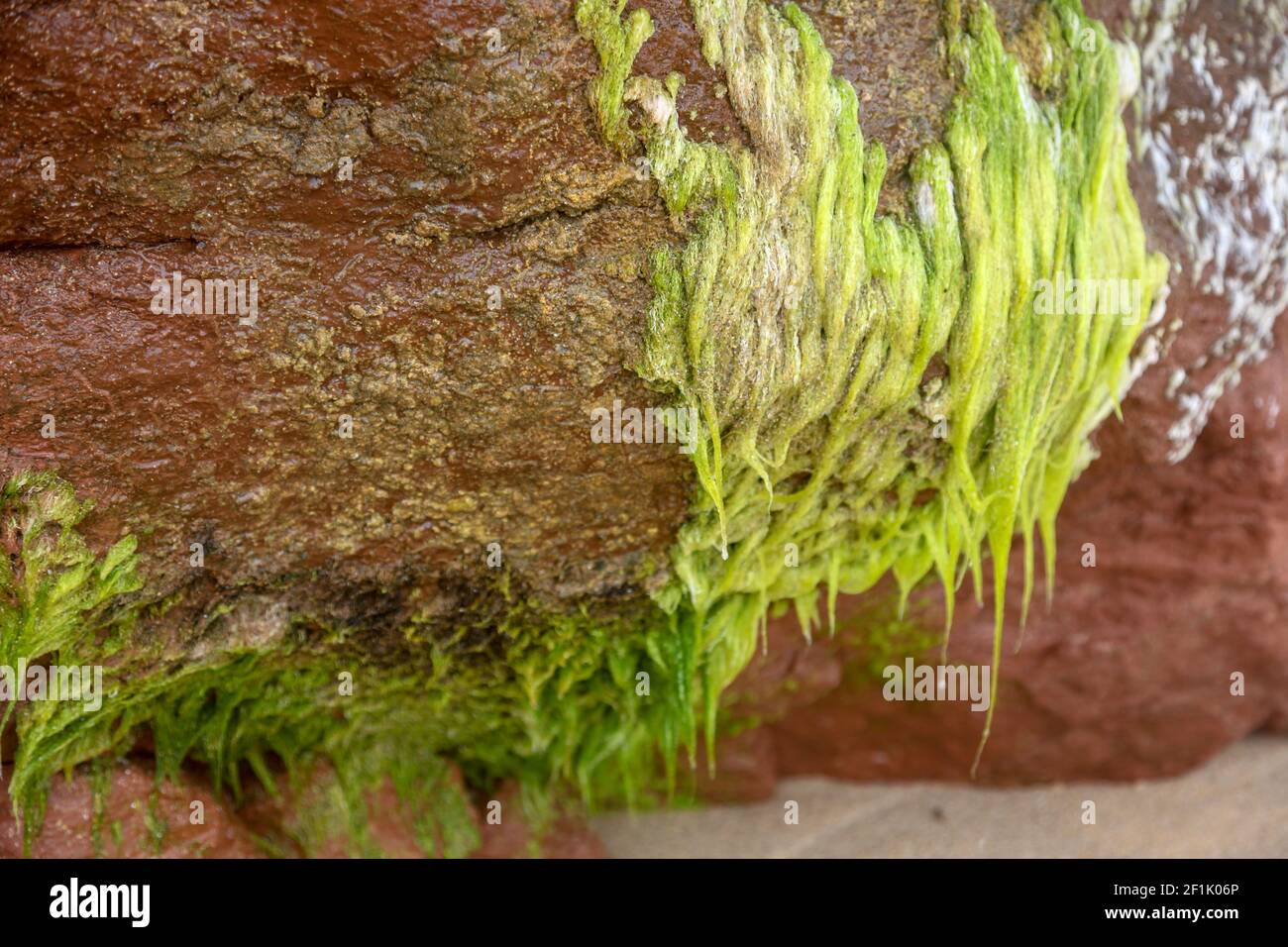 Rock with algae on the beach Stock Photo - Alamy