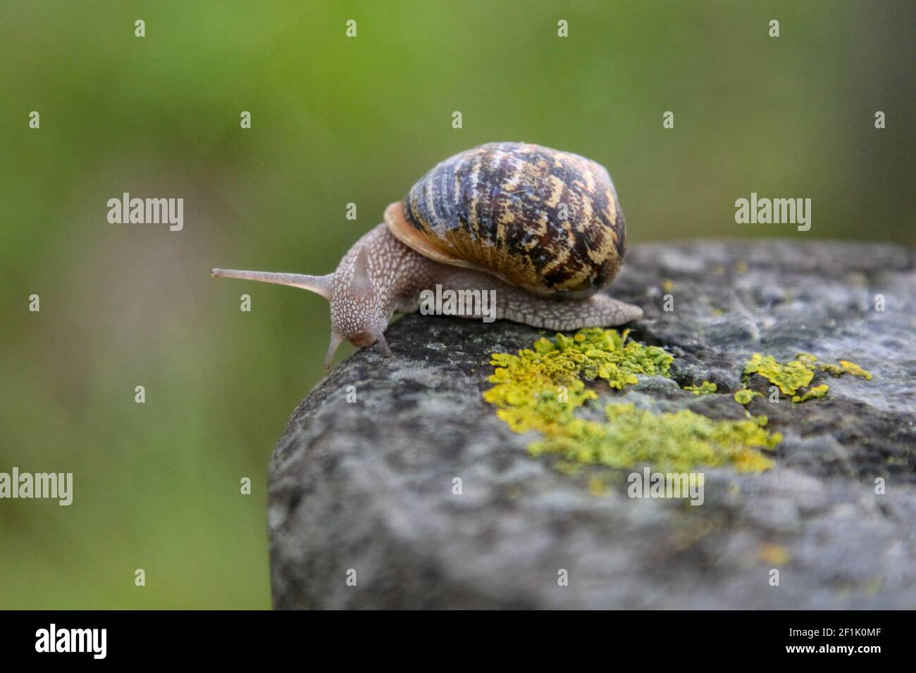 Snail on log hi-res stock photography and images - Alamy