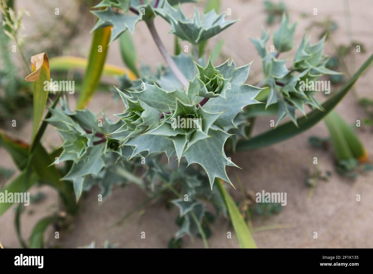 Sea thistle hi-res stock photography and images - Alamy