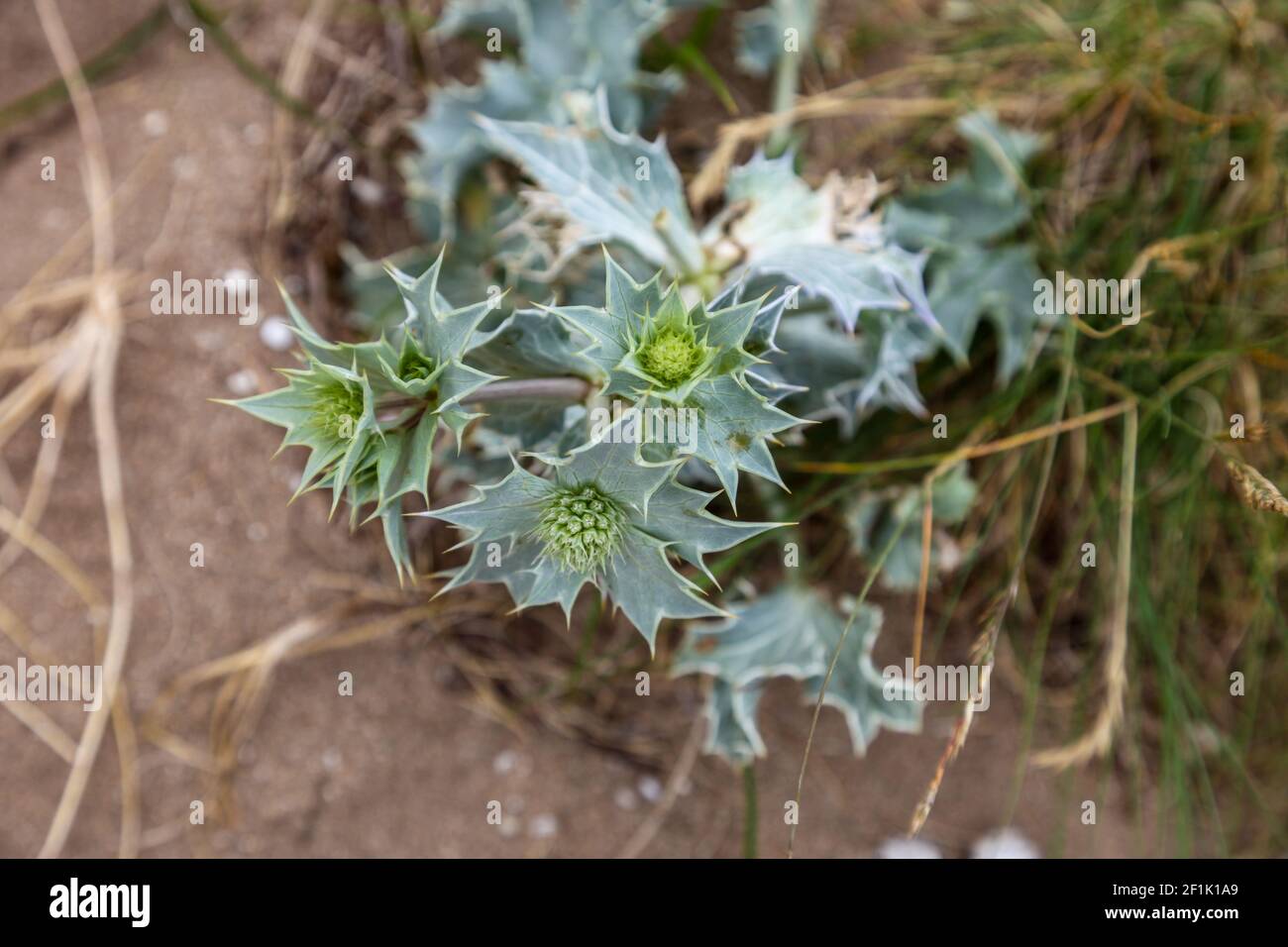 Sea thistle hi-res stock photography and images - Alamy