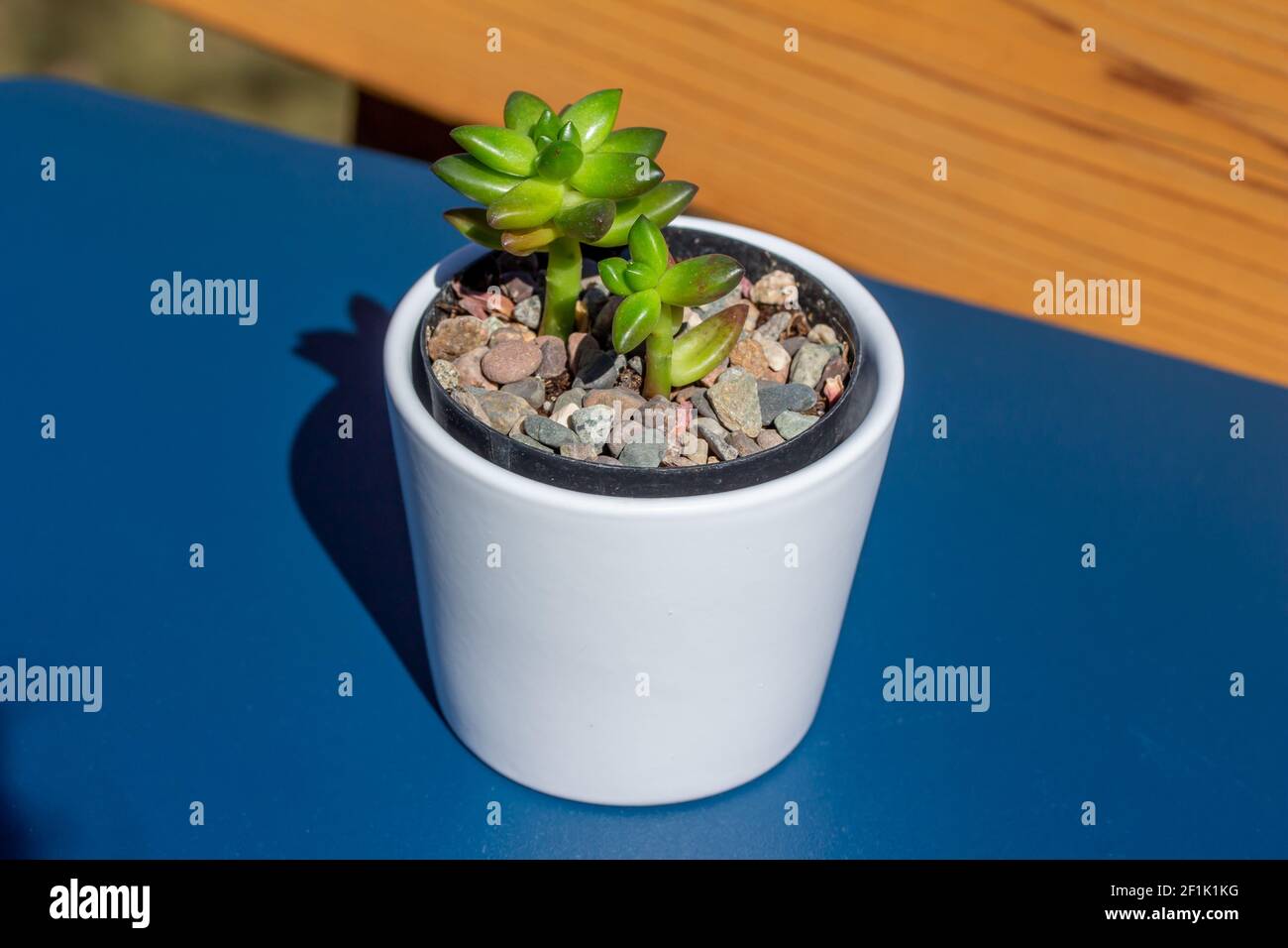 Close up abstract view of a small potted jet beads sedeveria succulent ...