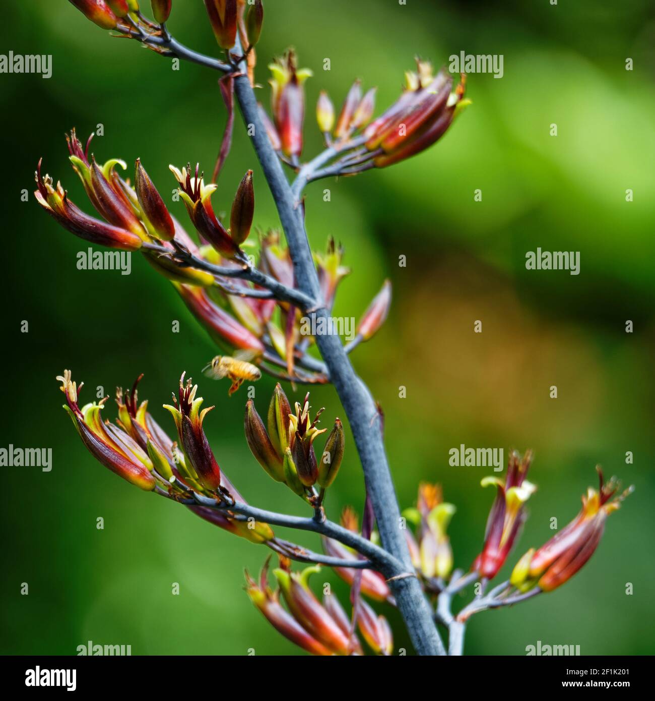 A New Zealand flax flower stem provides food for a busy honey bee Stock ...