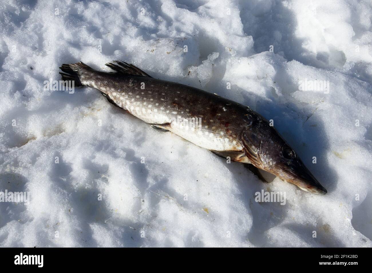 Dead pike hi-res stock photography and images - Alamy