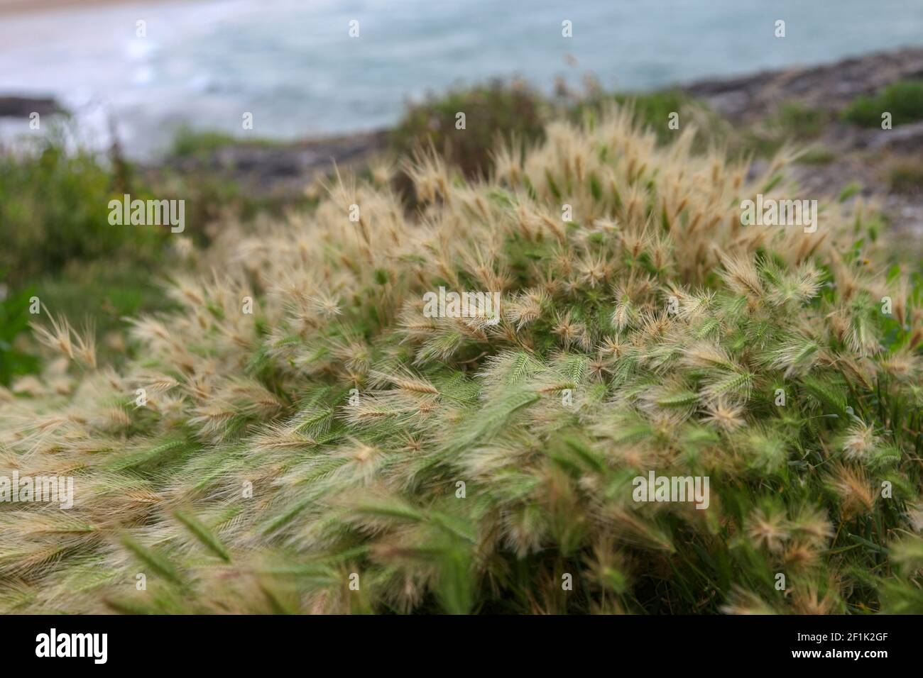 Wind blowing plant hi-res stock photography and images - Alamy