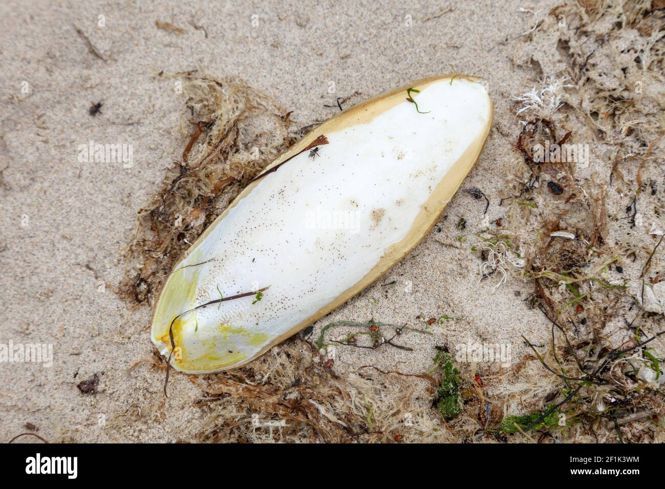 Sepia officinalis on the beach Stock Photo - Alamy