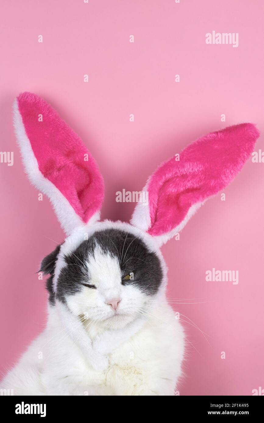 Cat wearing rabbit ears hi-res stock photography and images - Alamy