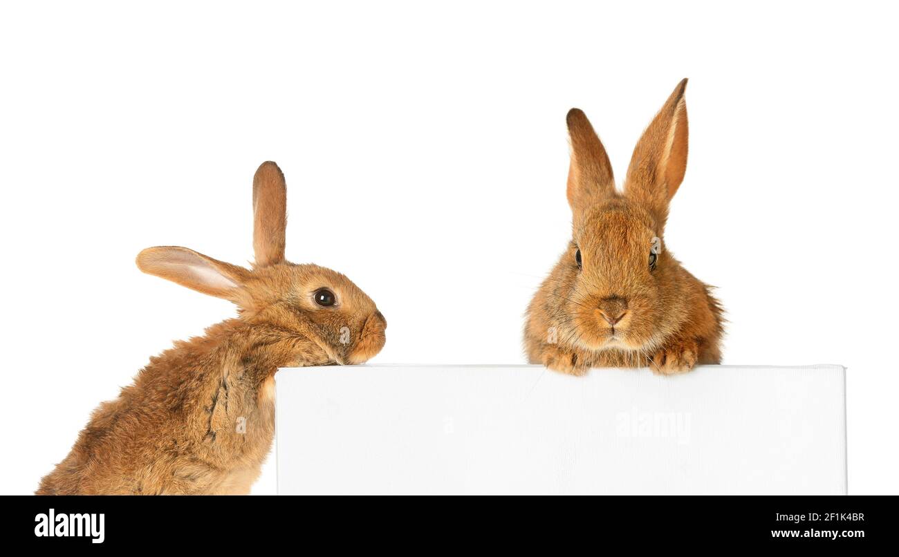 Collage poster banner funny Cut Out Stock Images & Pictures - Alamy