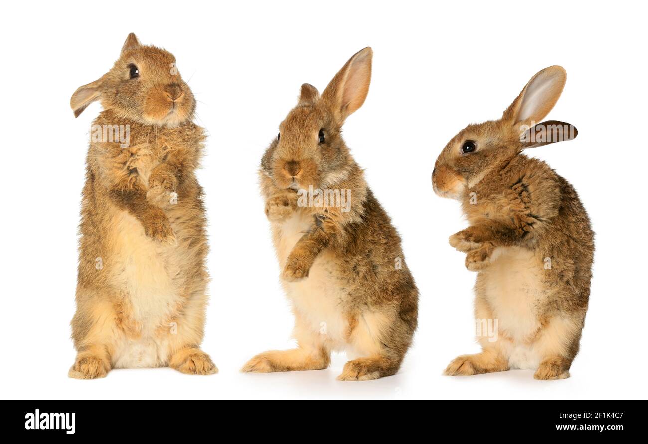 Collage of cute fluffy rabbit on white background Stock Photo - Alamy