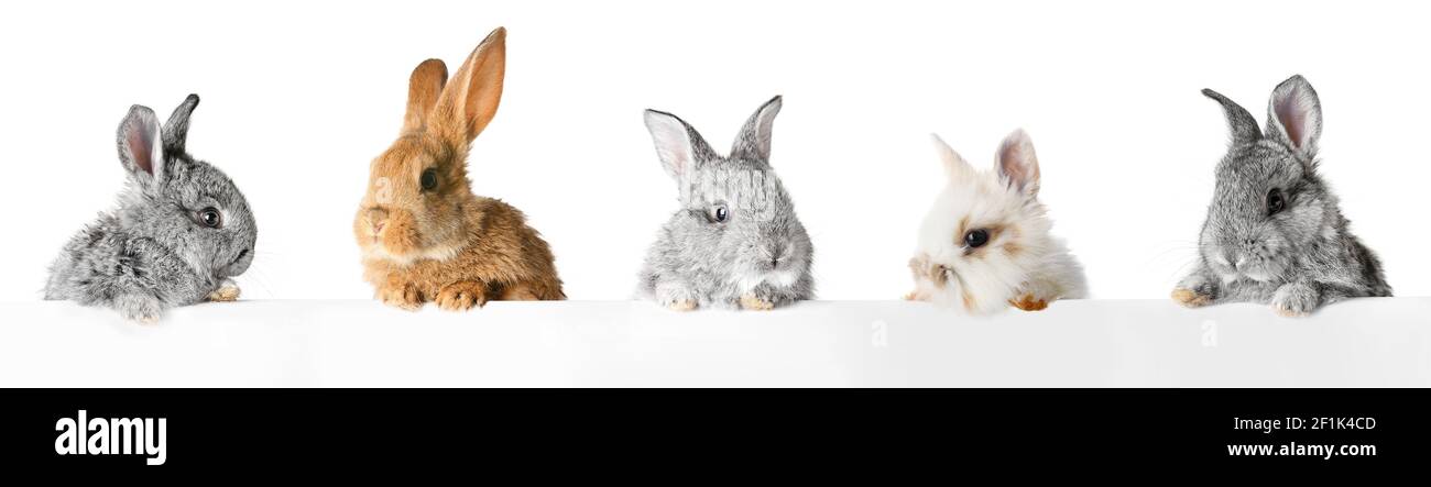 Cute fluffy rabbits with blank banner on white background Stock Photo ...