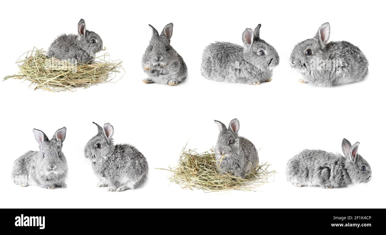 Collage of cute fluffy rabbit on white background Stock Photo - Alamy