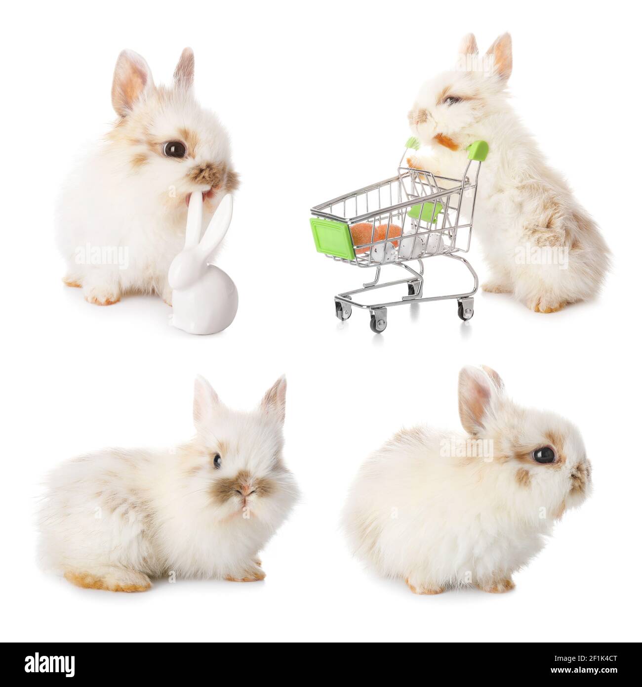 Collage of cute fluffy rabbit on white background Stock Photo - Alamy